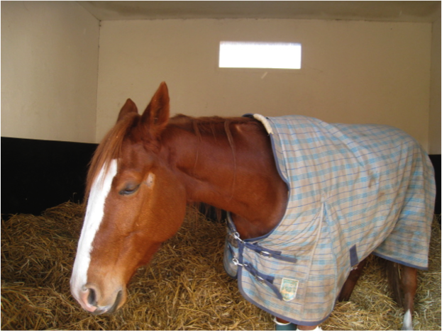Comment reconnaître que mon cheval ne va pas bien