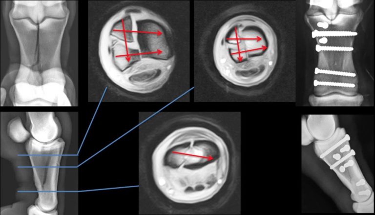 Fractures des phalanges - Clinique vétérinaire de Grosbois